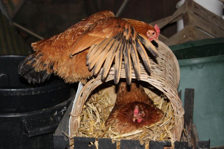 Chicken Nests: How to Get Chickens to Lay Eggs in Nesting Boxes ...